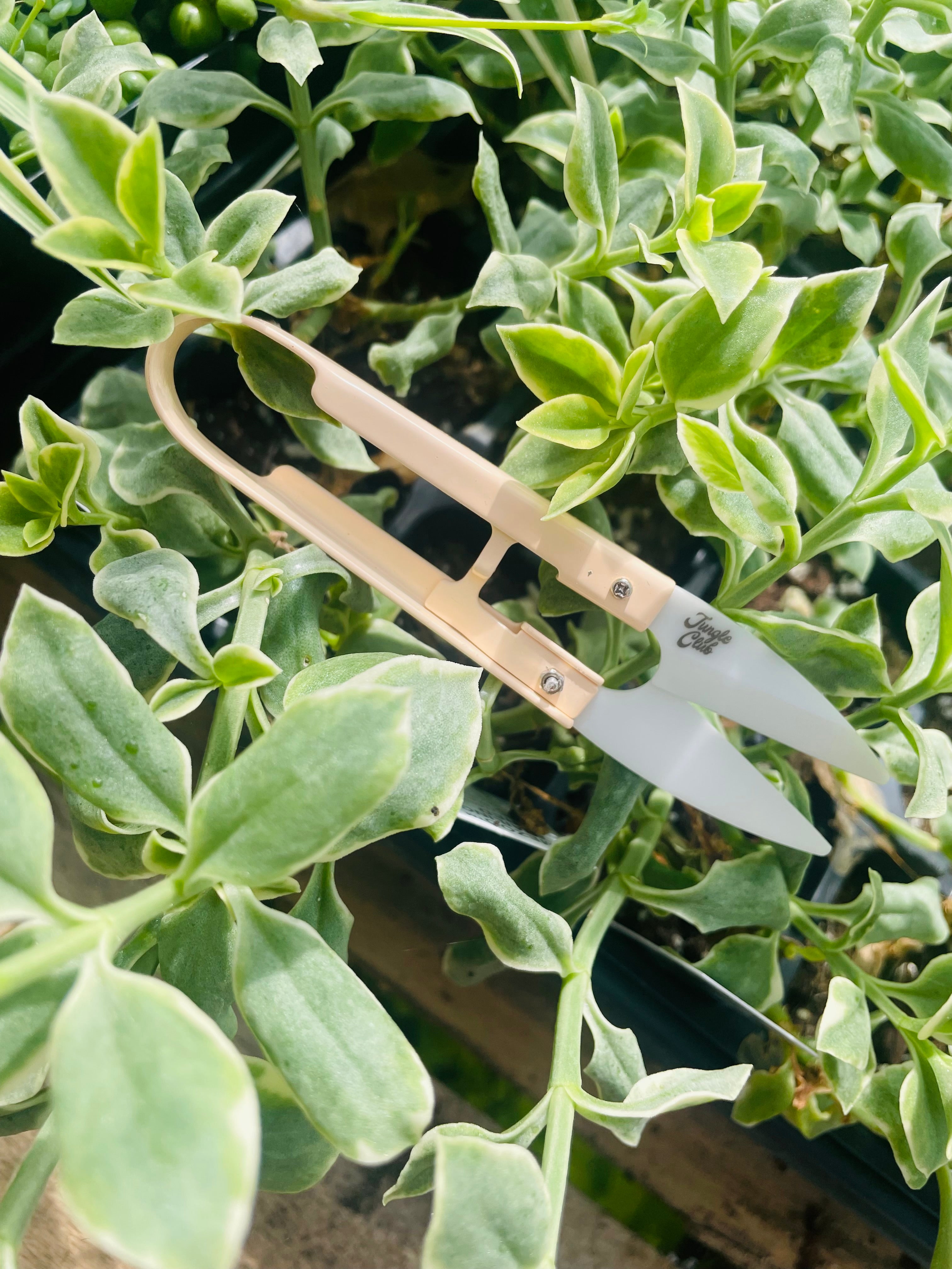 Mini Plant Snips| Vanilla – The Wildflower